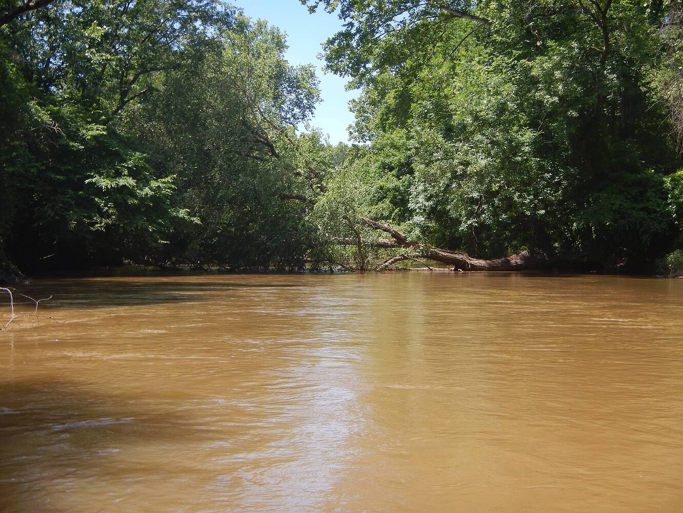 Dodging the trees, or a Day trip on the Enoree River, SC - Paddlers ...