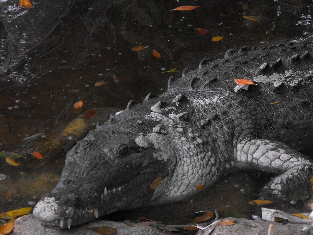 Flamingo FL Crocodile bites man swimming to shore after capsize ...