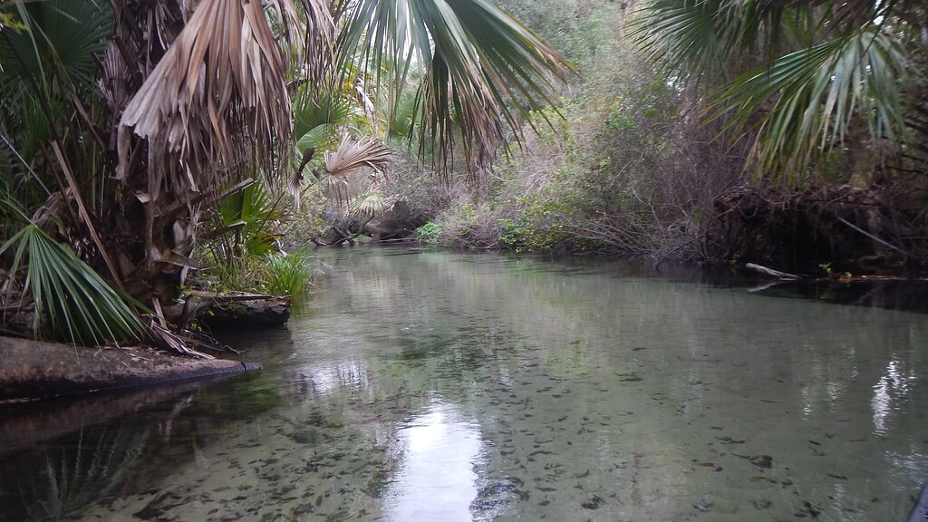 Springtime on the Springs of Florida Photos - Paddlers' Place ...