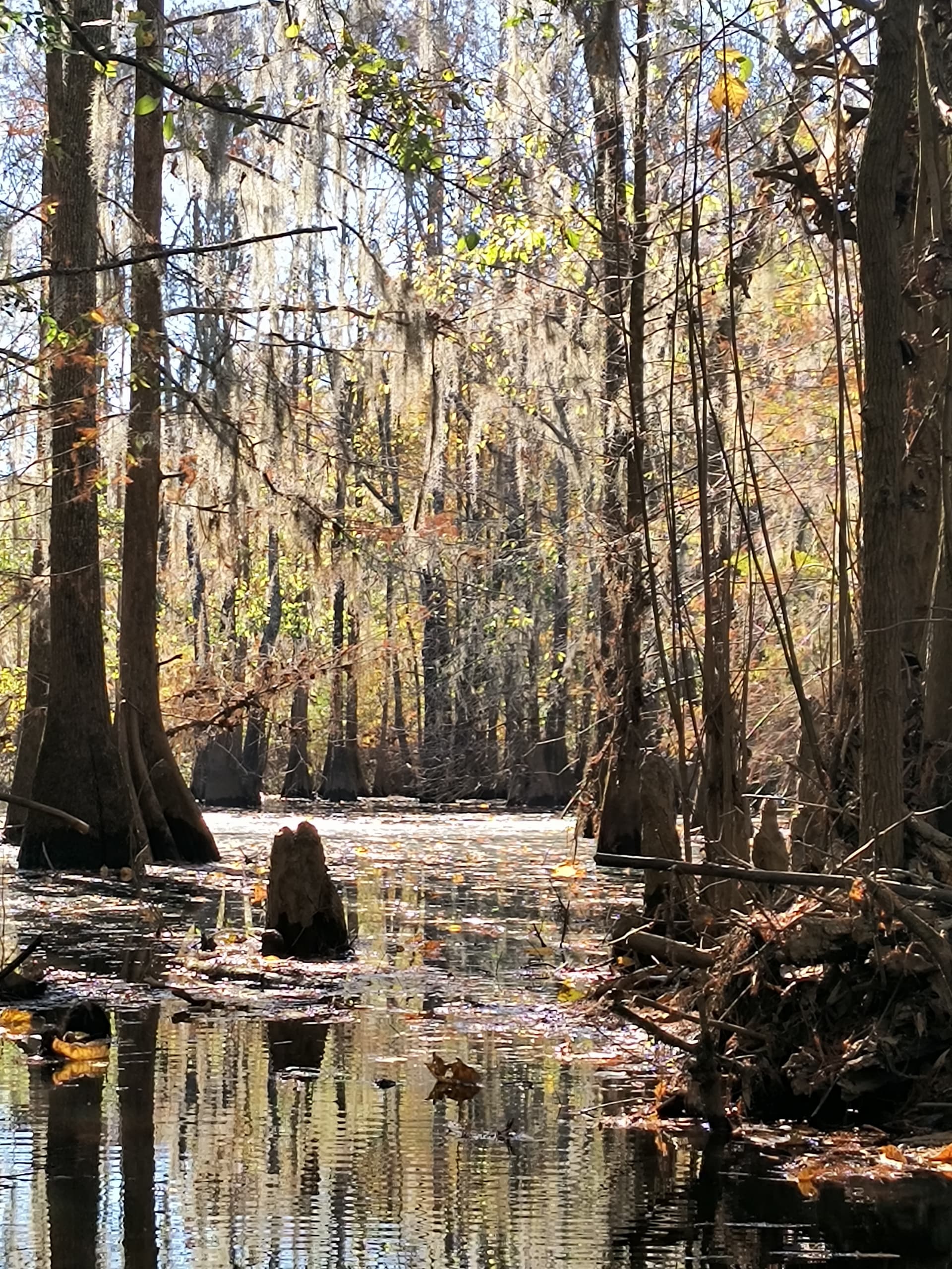 An Open invitation to paddle sparkleberry swamp sc tues,wed, thurs. Nov ...